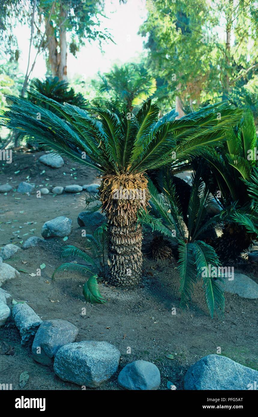 Cycas revoluta (Japanese sago palm) in garden Stock Photo - Alamy