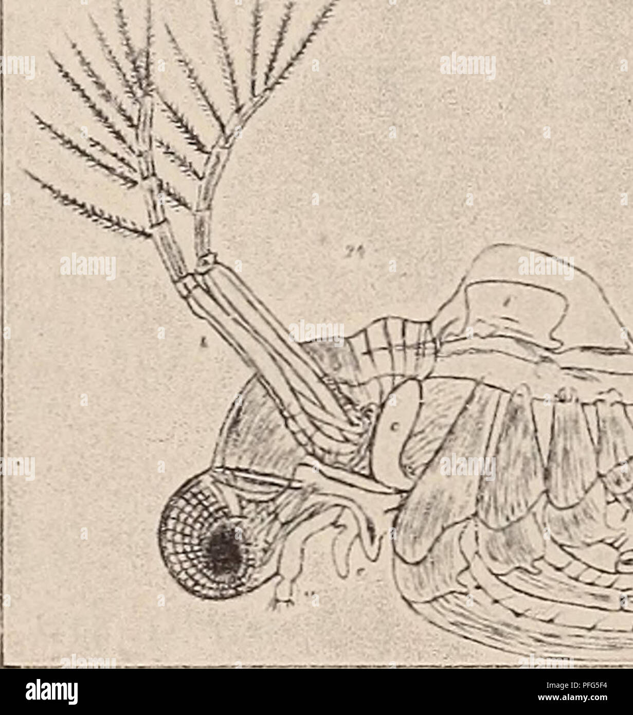 August weismann hi-res stock photography and images - Alamy