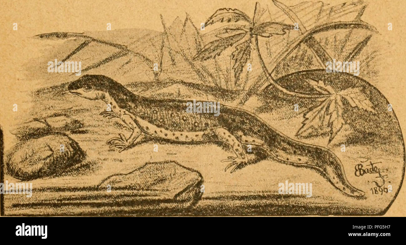 . Das Terrarium und seine Bewohner : ein kurzer illustrierter Ratgeber ...