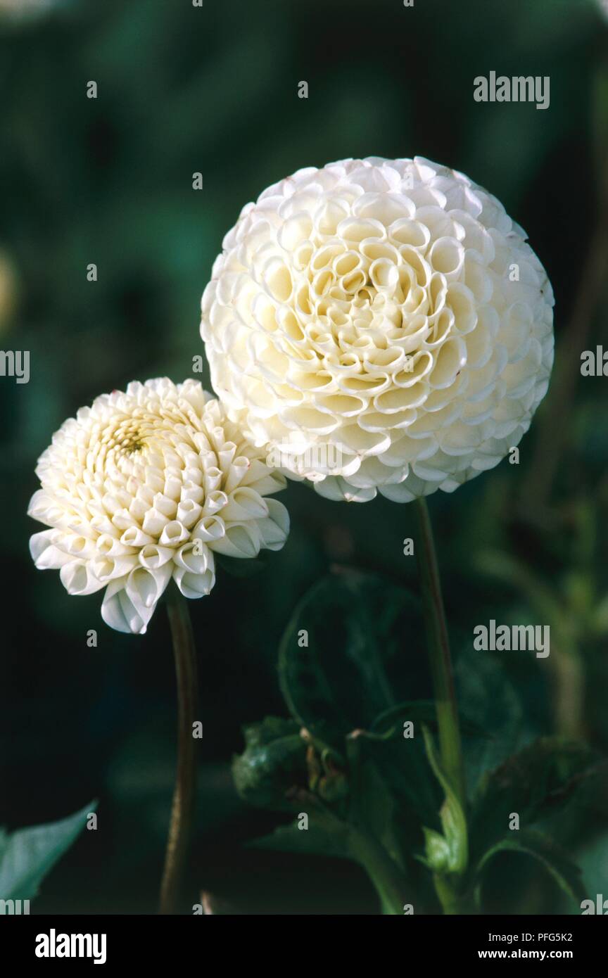 Dahlia stems hi-res stock photography and images - Alamy