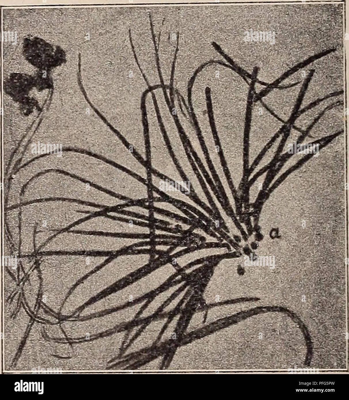 This text focuses on the study of freshwater plankton, detailing the ...