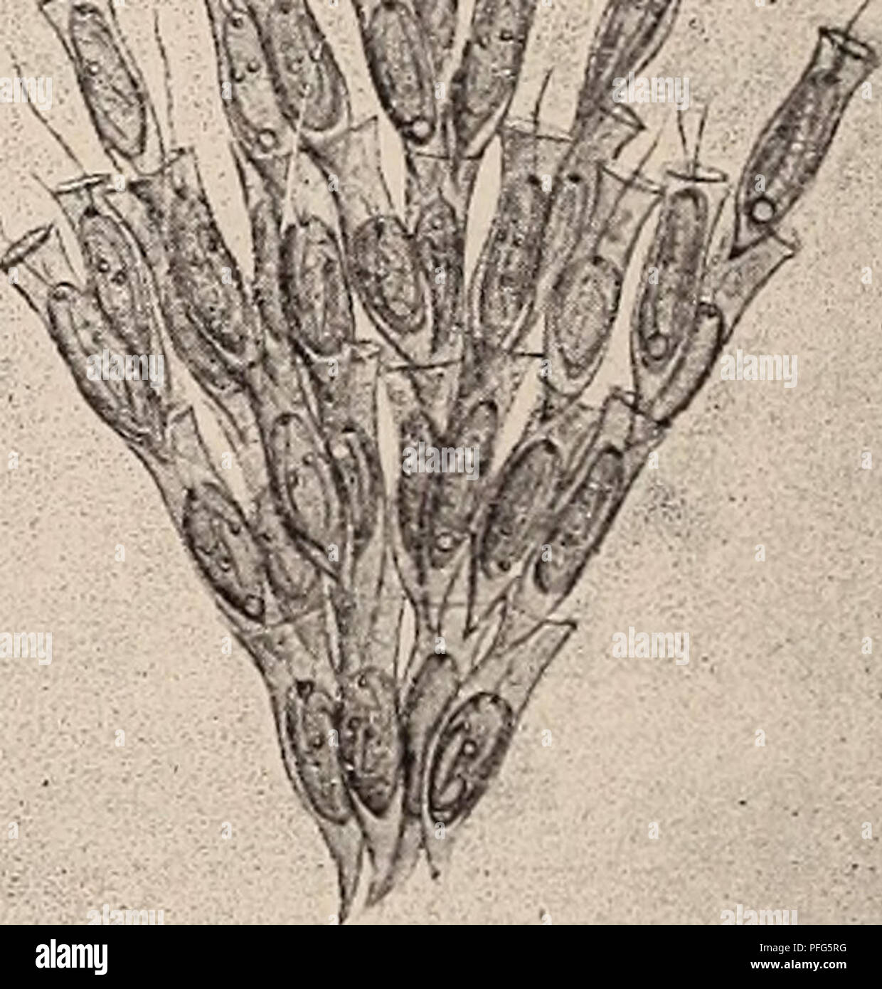 A detailed study on freshwater plankton, its sampling methods, and ...