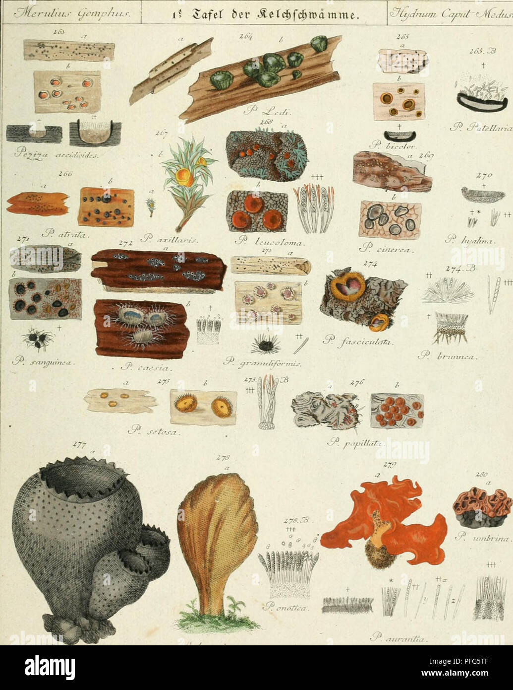 The illustration represents an early attempt at classifying fungi and ...