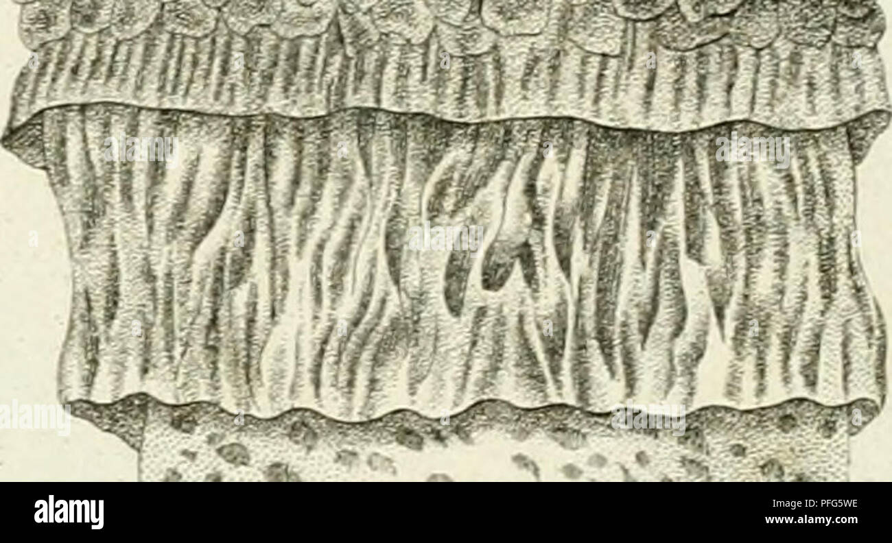 This work discusses the systematics of fungi, offering a detailed ...