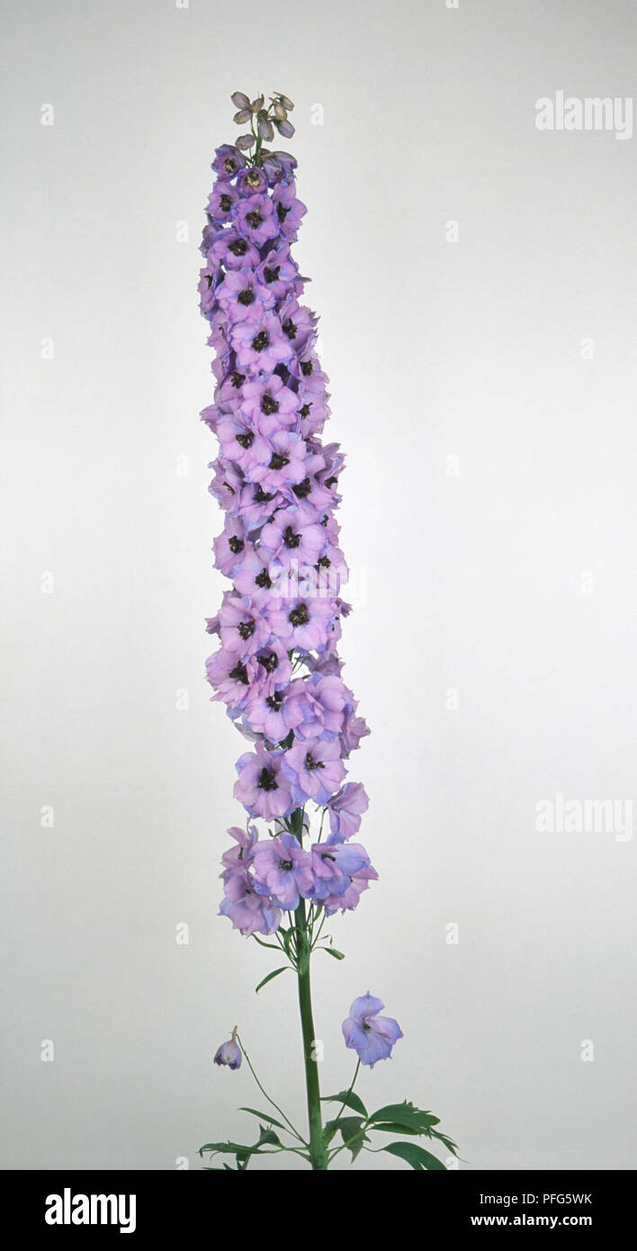 Spike of purple flowers from Delphinium 'Conspicuous', close-up Stock ...