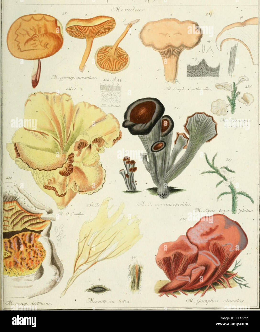 This work explores the system of fungi and molds, providing insights ...