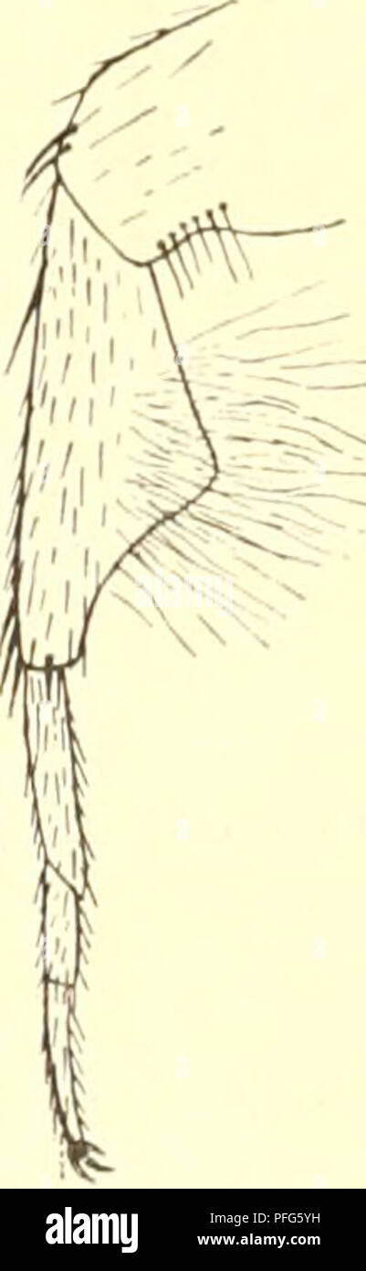 This scientific study presents the taxonomy and anatomical features of ...