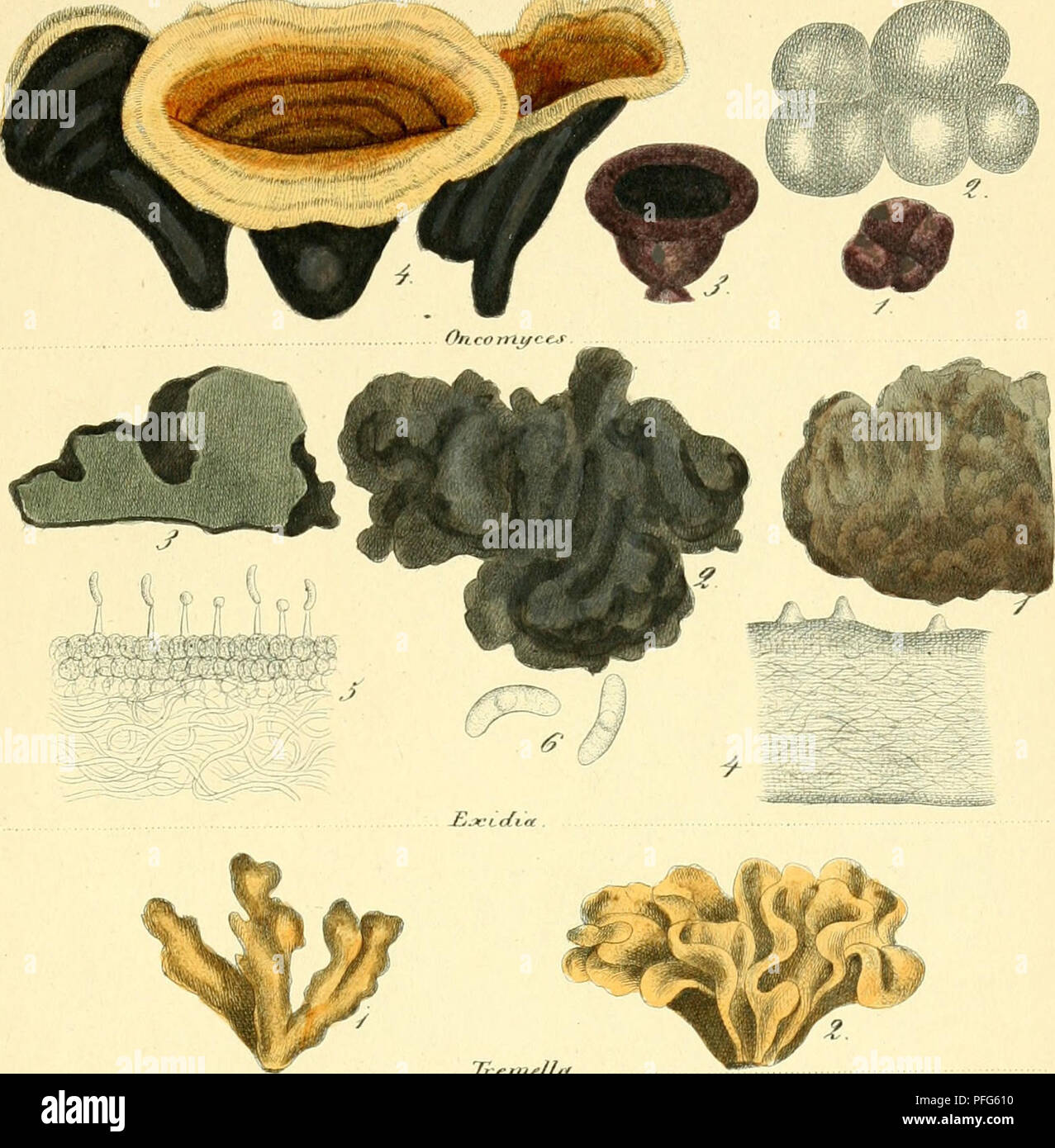 This work provides a detailed system of fungi, offering descriptions ...