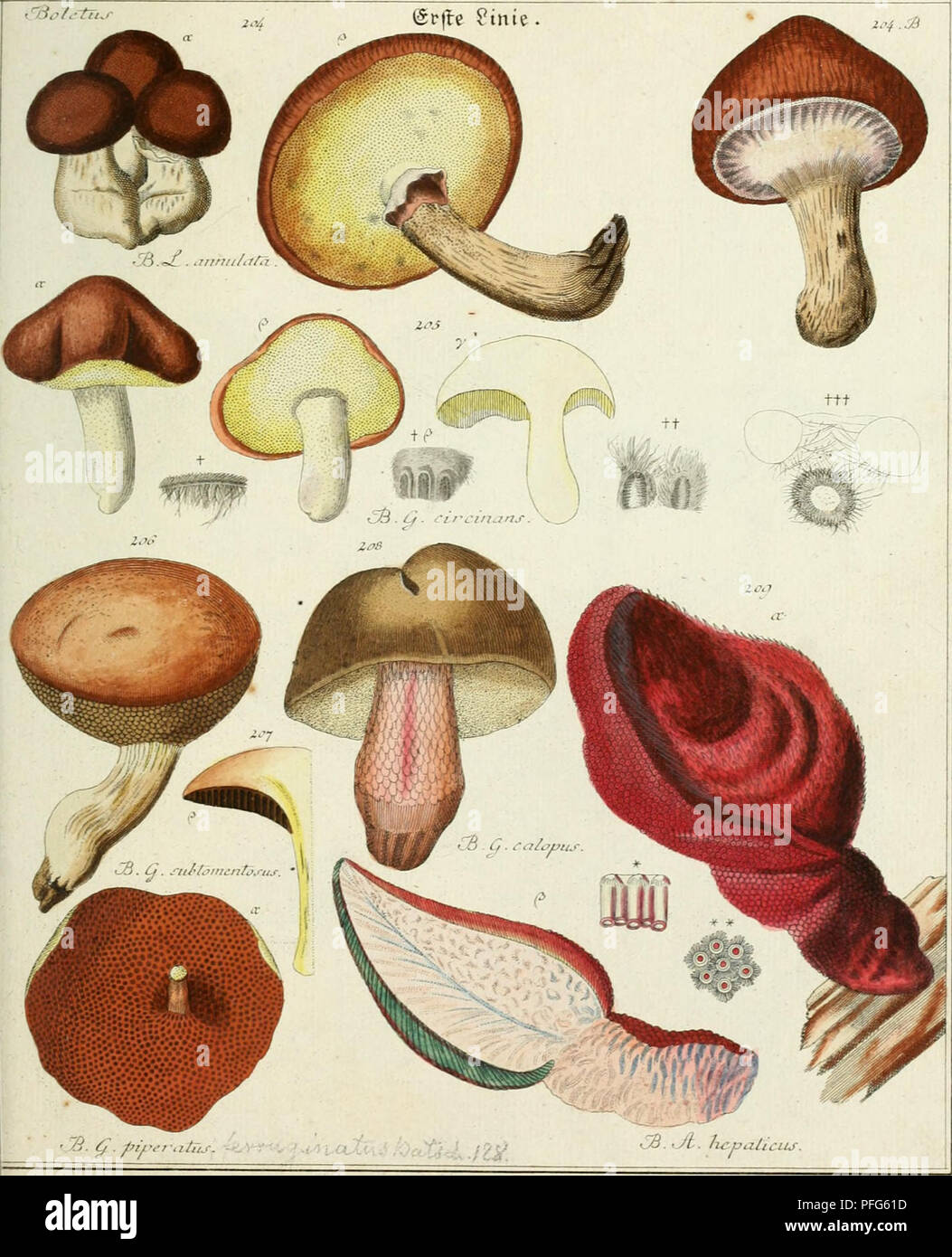 This work provides a systematic classification of fungi, detailing ...