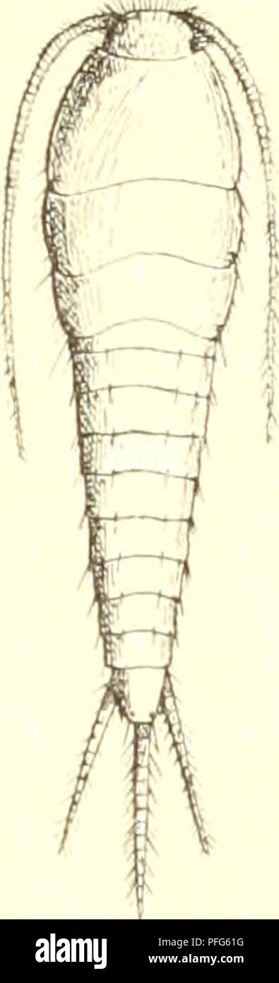 Silverfish life cycle hi-res stock photography and images - Alamy