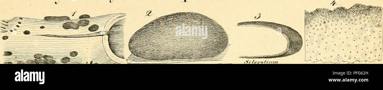 This work presents a system of fungi, with detailed descriptions and ...