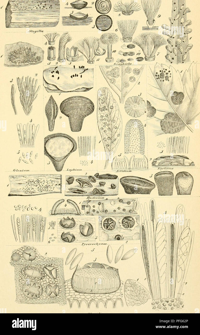 This German text explores the classification and description of fungi ...
