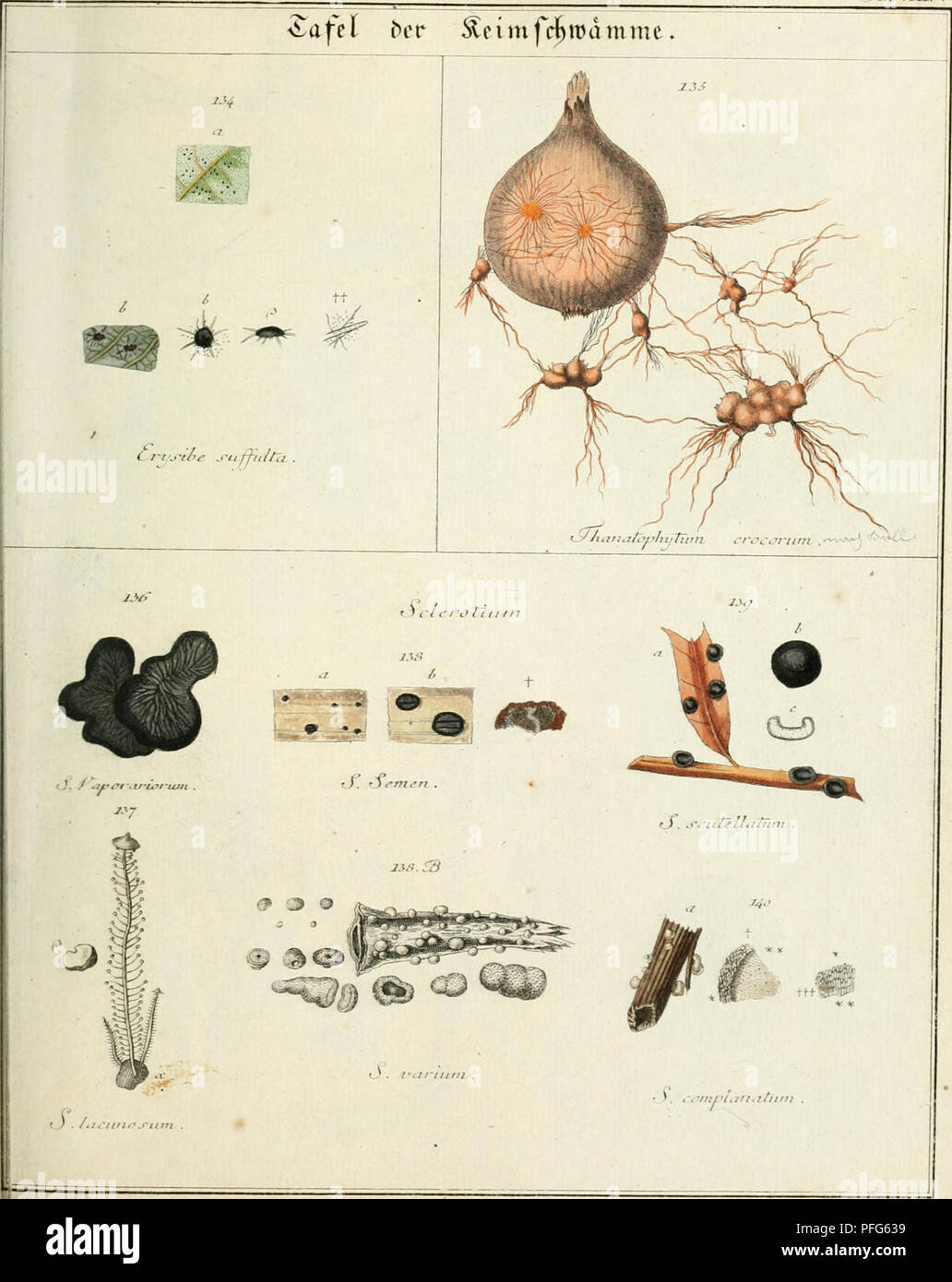 This work outlines the classification system of fungi and molds ...