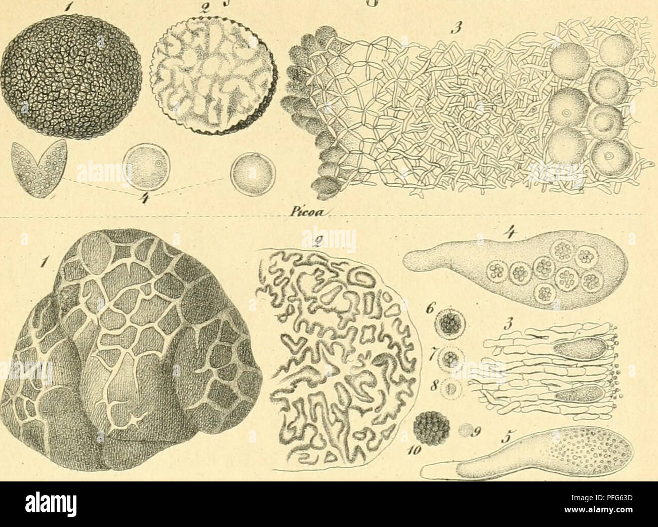 This work provides an in-depth description of various fungal species ...