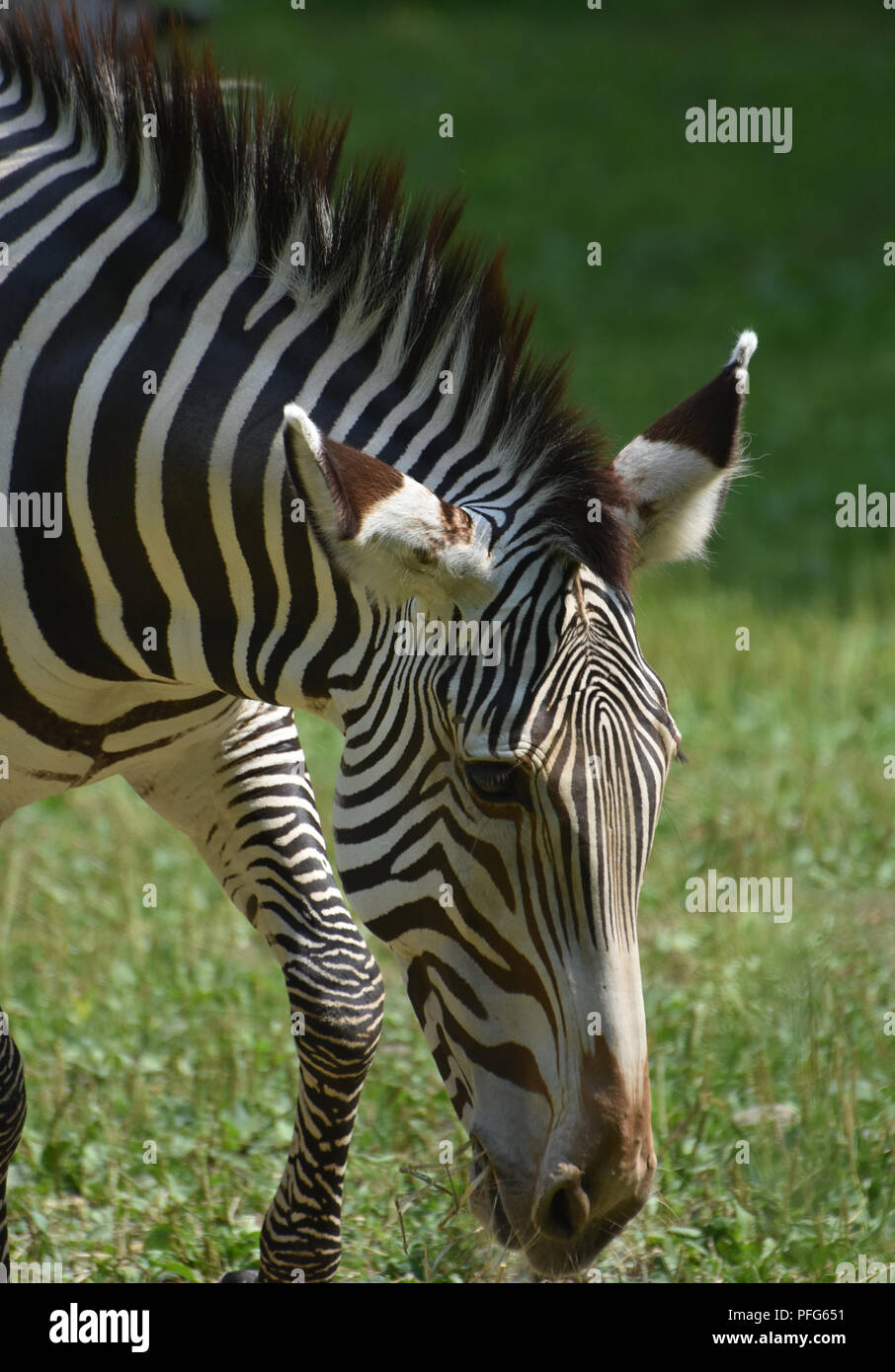 Side view of a striped zebra's face Stock Photo - Alamy