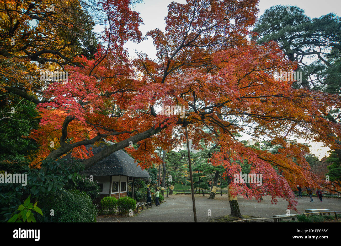 Maple trees with colorful leaves at autumn garden in Tokyo, Japan Stock ...