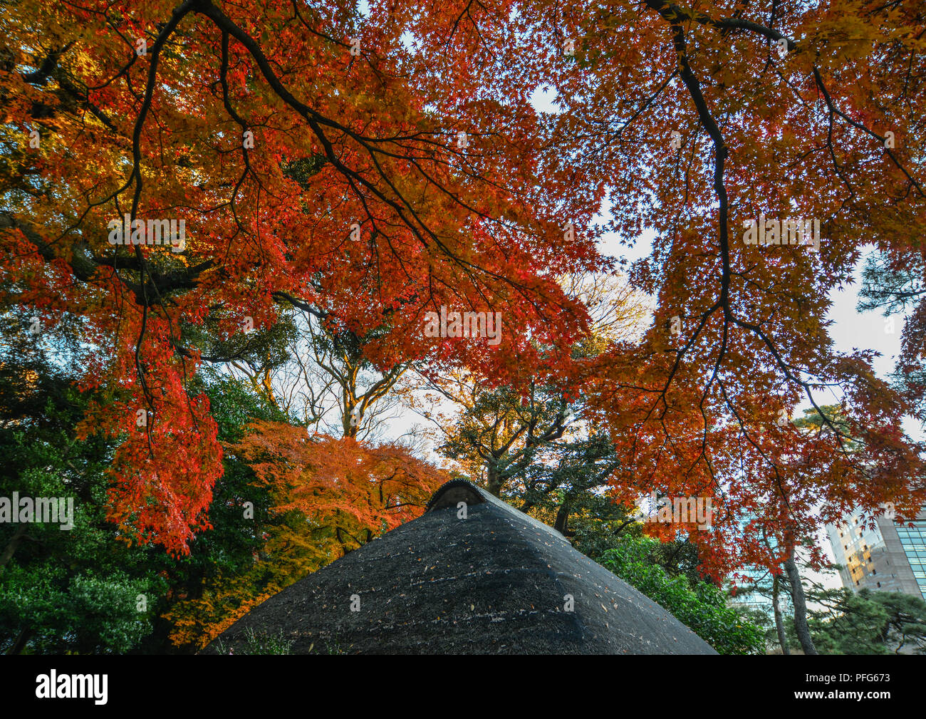 Maple trees with colorful leaves at autumn garden in Tokyo, Japan Stock ...