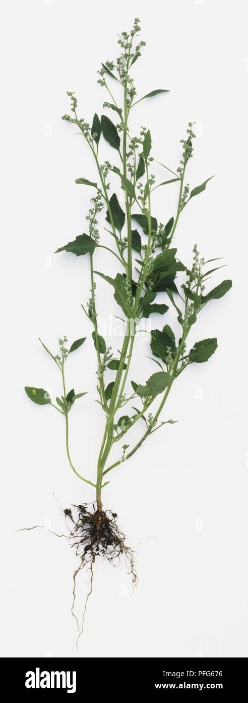 Chenopodium Album Fat Hen High Resolution Stock Photography and Images ...
