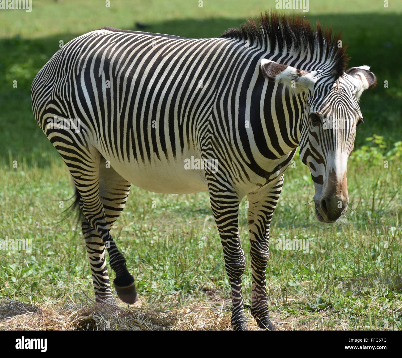 Stunning zebra lifting one of its back legs Stock Photo - Alamy