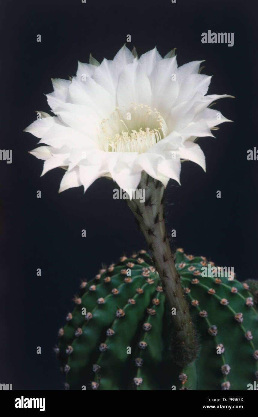 Pointed petals hi-res stock photography and images - Alamy