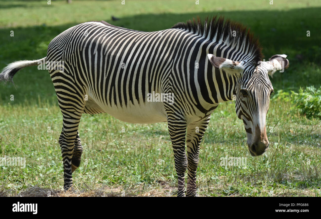 Cute grevy black and white zebra in a field Stock Photo - Alamy