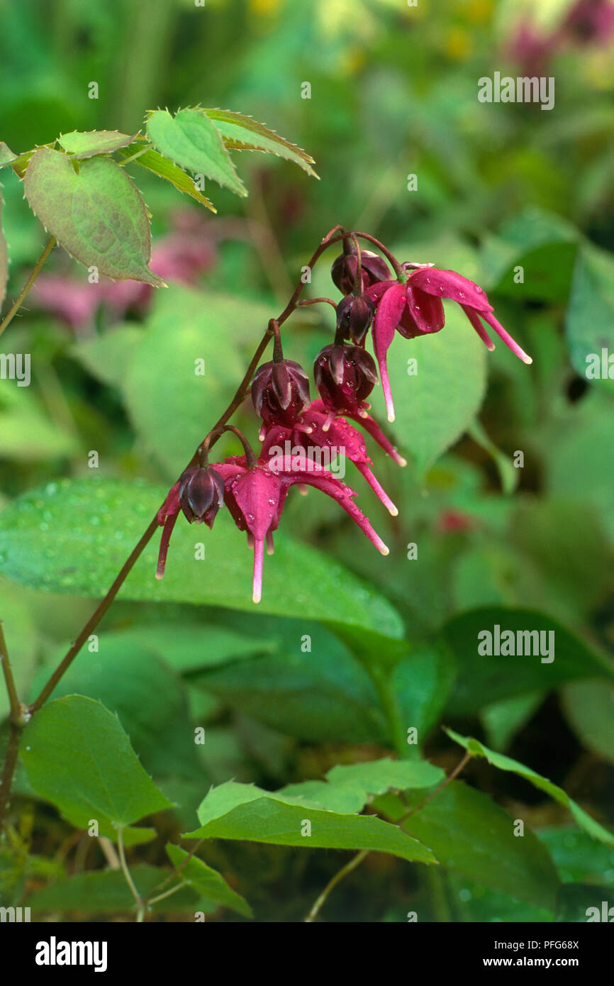 Drooping branch hi-res stock photography and images - Alamy