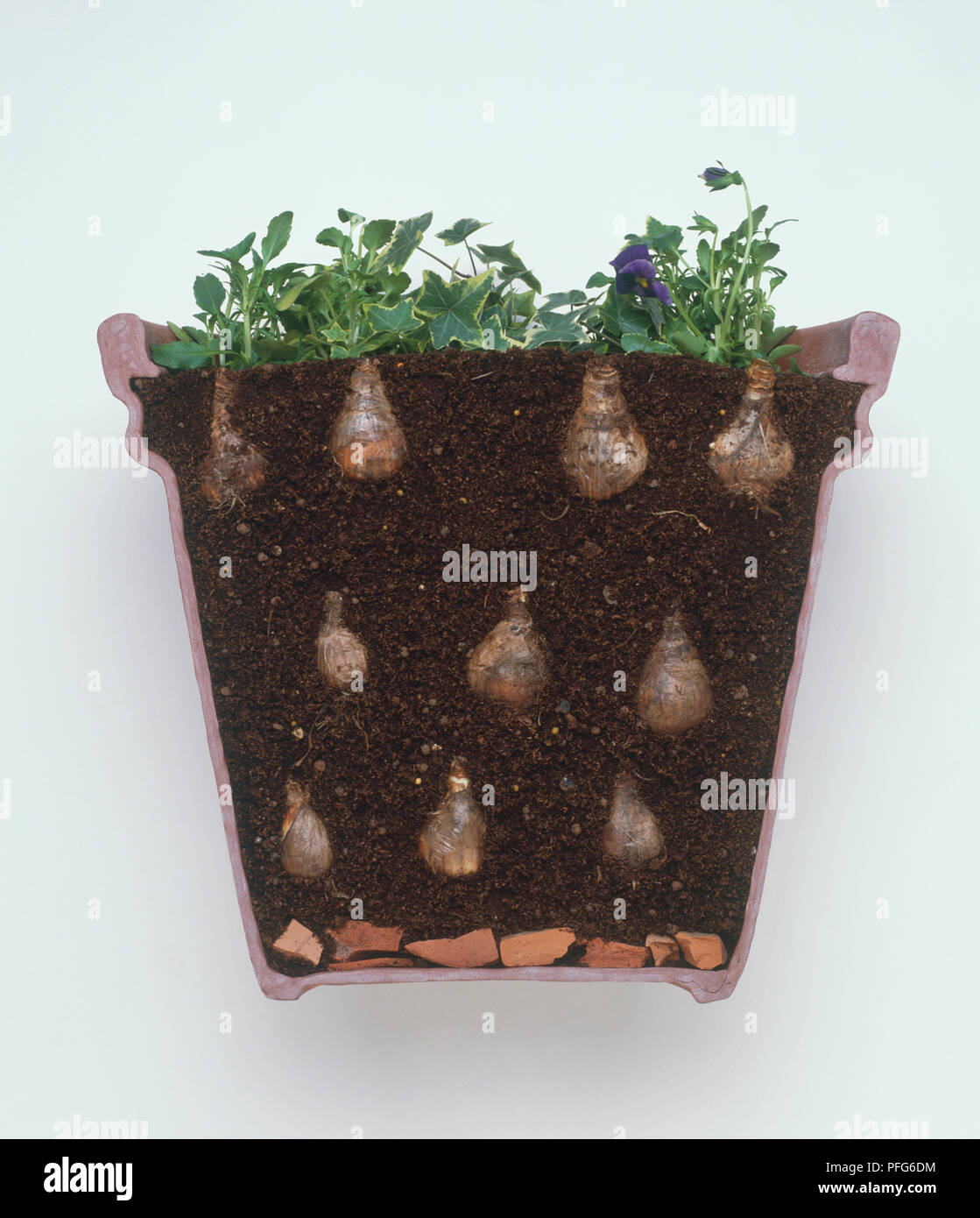 Cross section of bulbs planted in rows in flower pot, close-up Stock ...