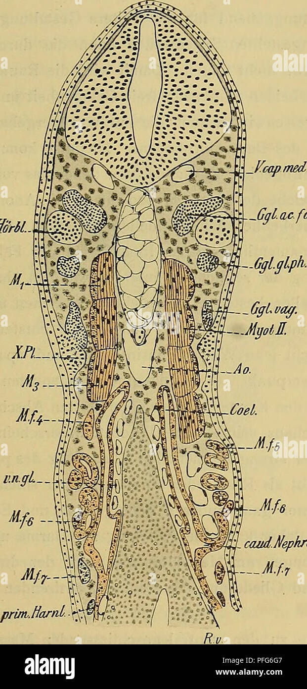This scholarly work details the development of the head and circulatory system of Ceratodus ...