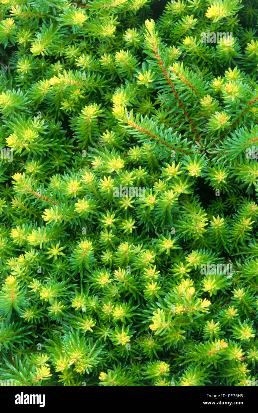 Erica carnea 'Lesley Sparkes' (Winter heath), close-up Stock Photo - Alamy