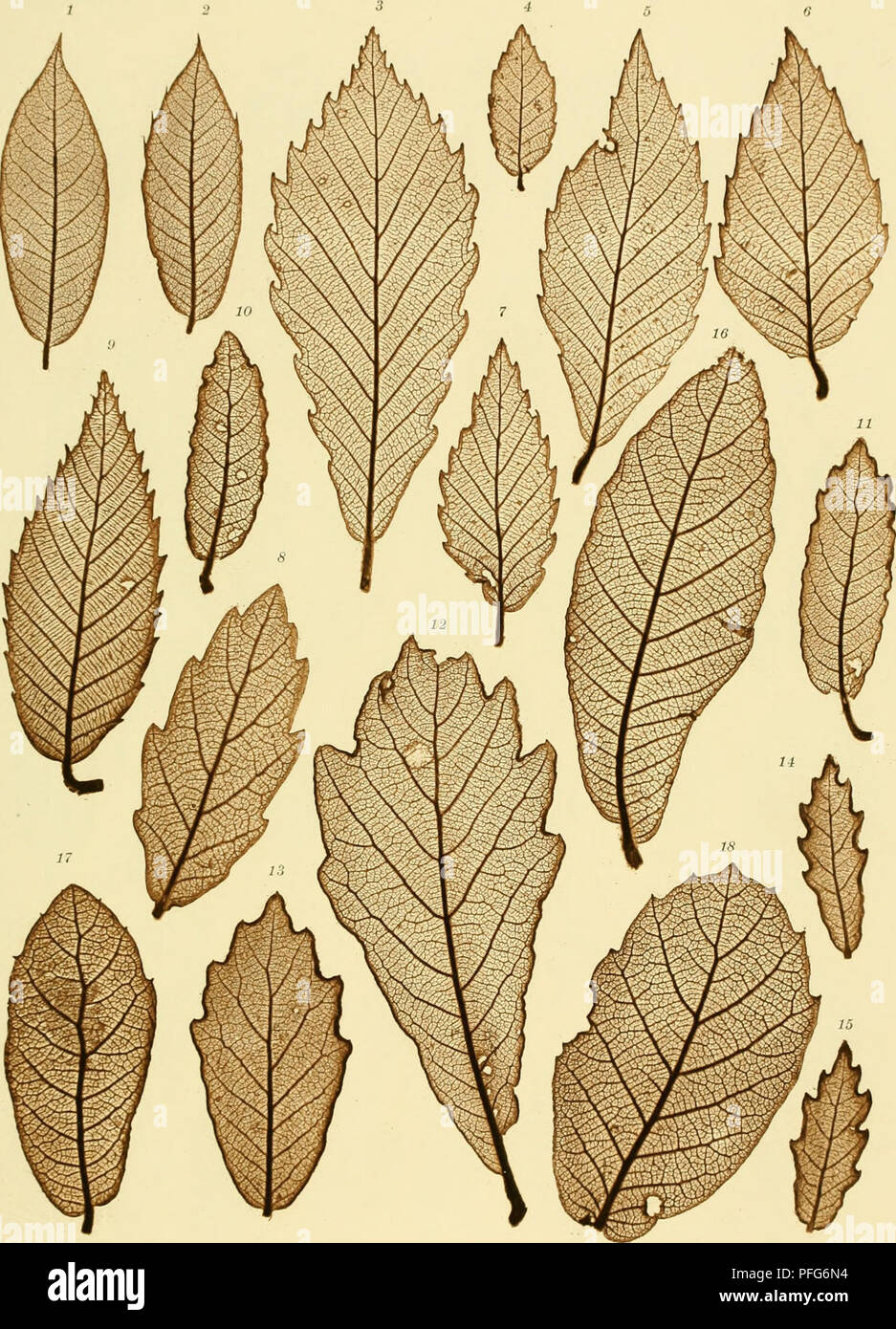 This publication discusses atavistic forms in plants, specifically ...