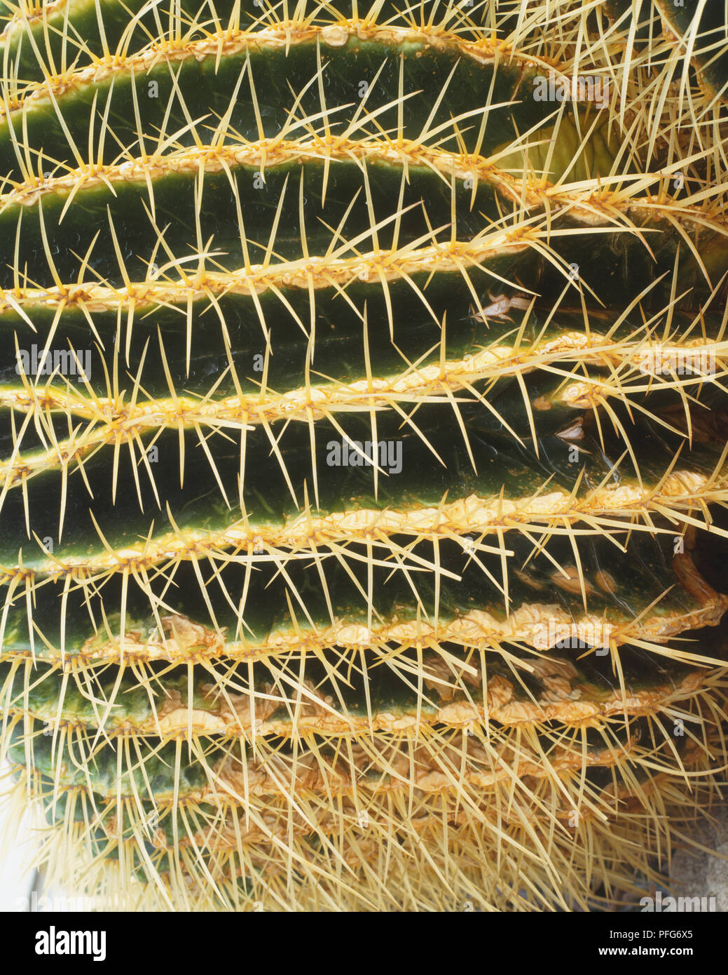 Green, ribbed and spiny cactus with bright yellow spines showing signs ...