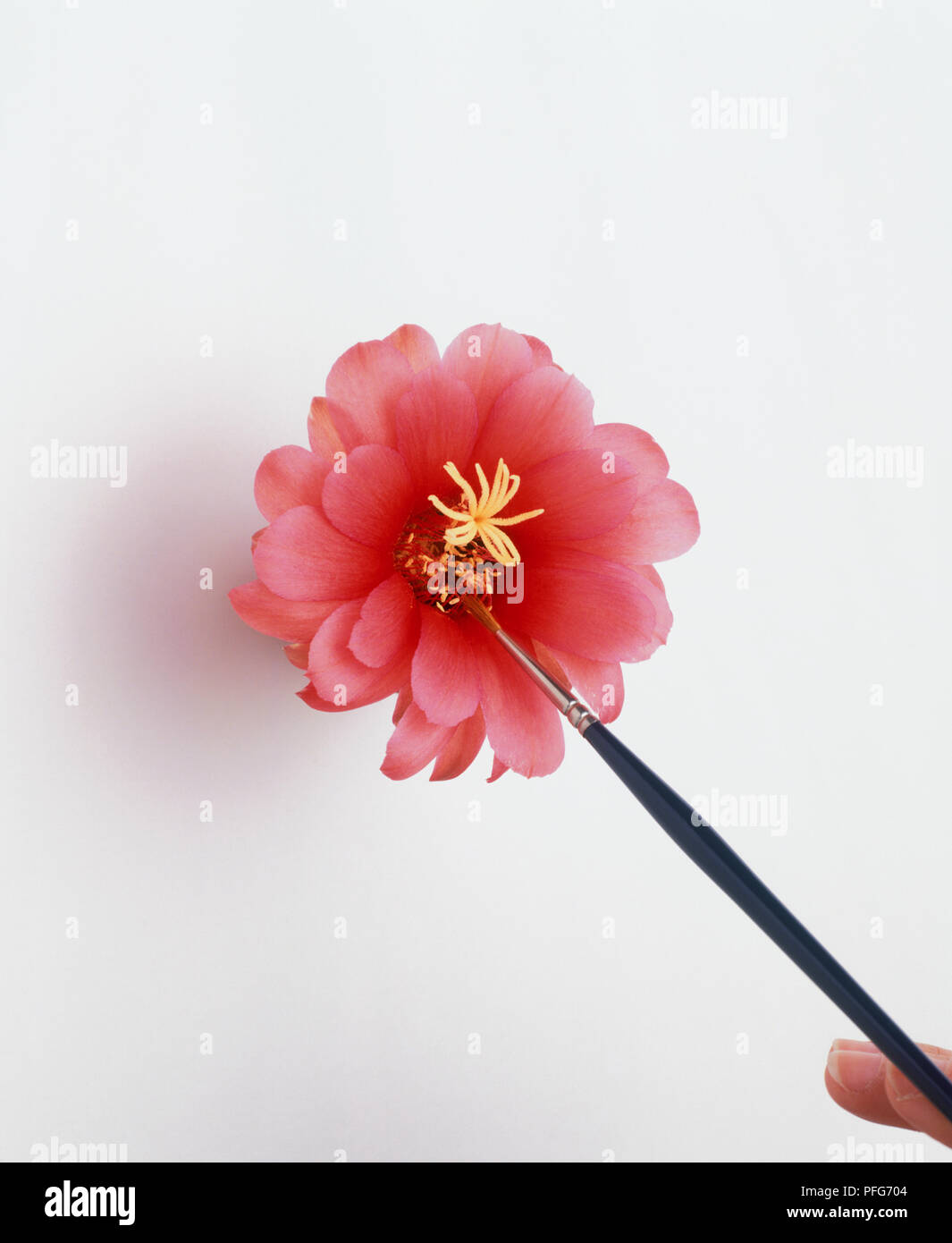 Paintbrush pollination hi-res stock photography and images - Alamy