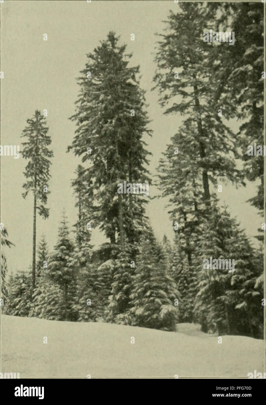 This German work explores the life of plants, focusing on their ...