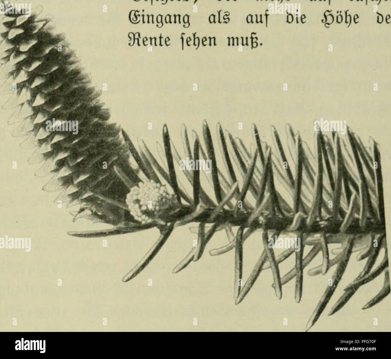 This work discusses the life cycle of plants, focusing on their ...
