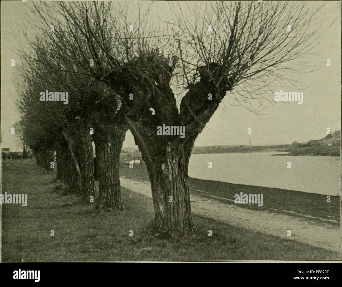 This German-language work, 'The Life of Plants,' discusses plant life ...