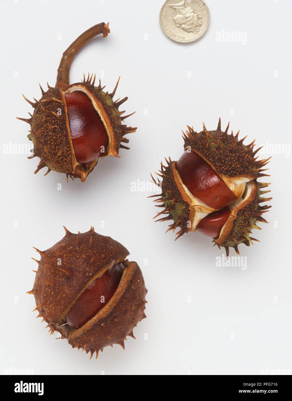 Aesculus hippocastanum, three cracked Horse Chestnut pods, close up ...