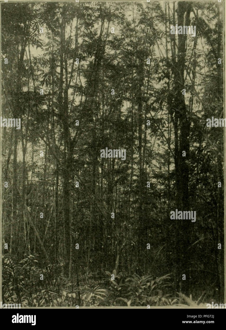 This work explores the life of plants, including their environmental ...