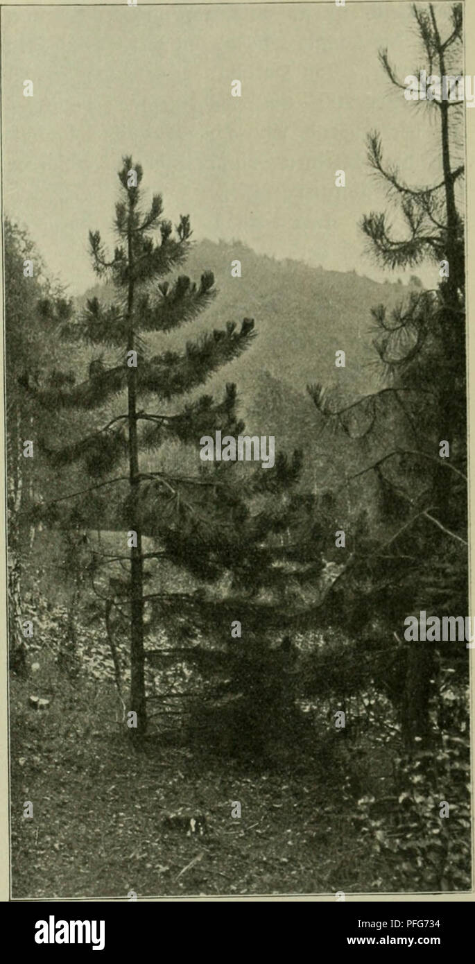 This work discusses plant life and phytogeography, exploring the growth ...