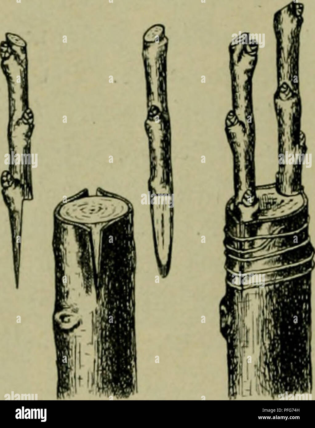 This botanical work discusses plant life, particularly focusing on the ...