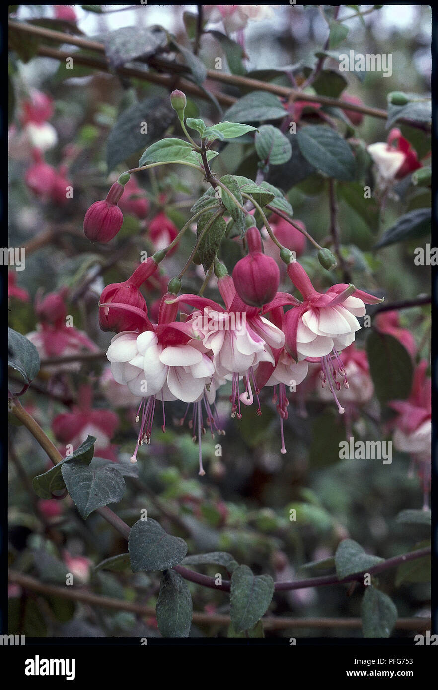 Swingtime hi-res stock photography and images - Alamy