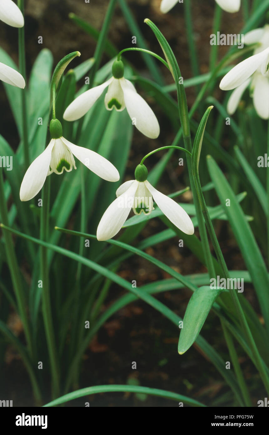 Magnet galanthus hi-res stock photography and images - Alamy