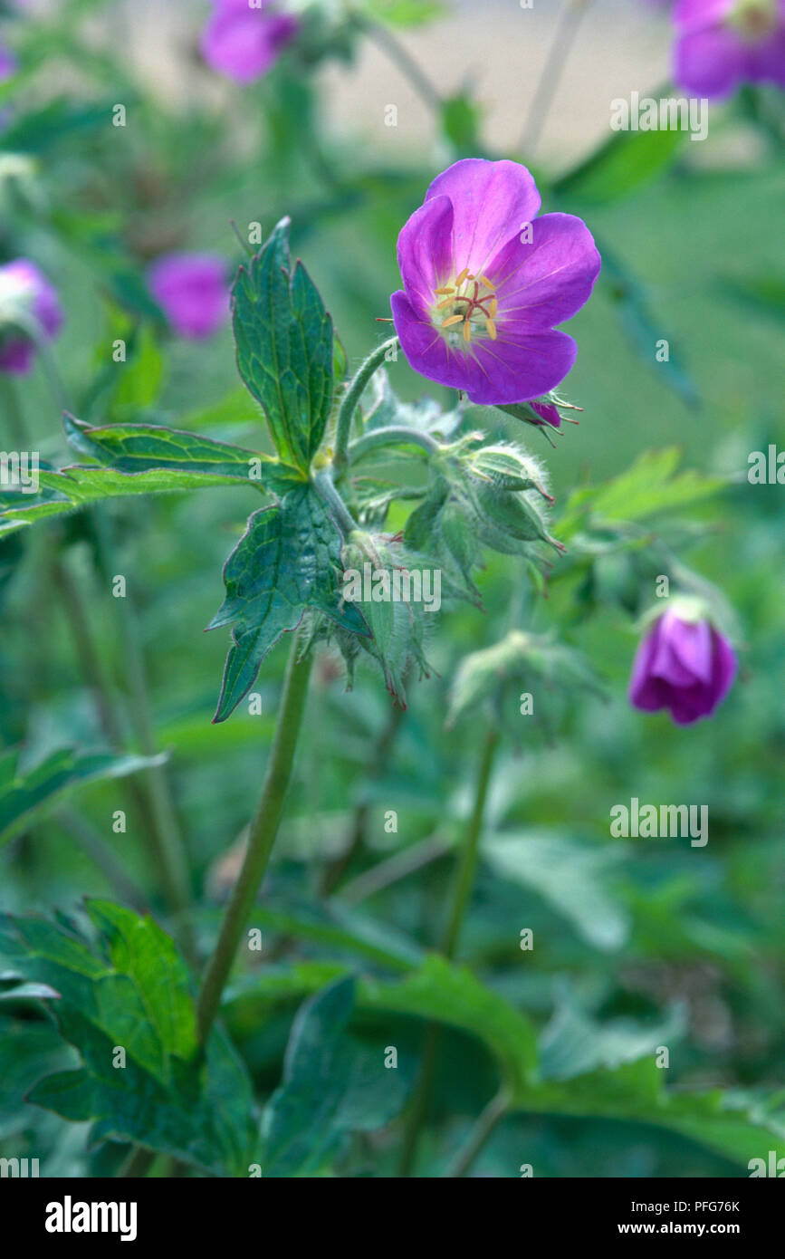 Stems of blue flowers from Geranium maculatum (Wild geranium), close-up ...