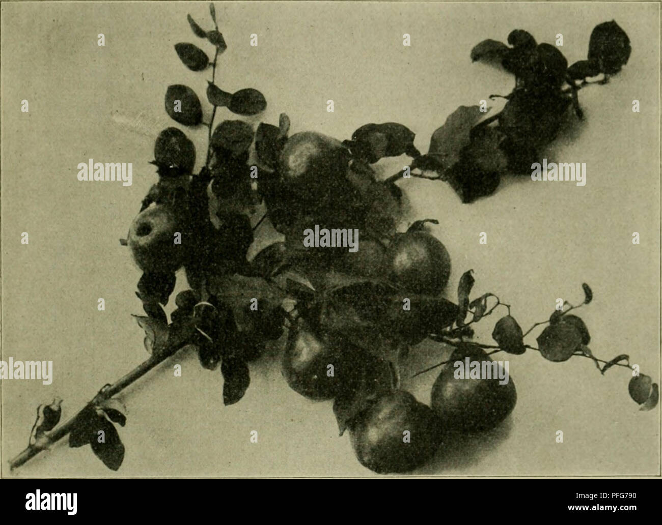 This work on the life of plants covers various botanical studies and ...