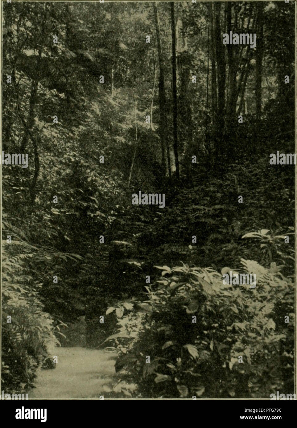 This German text explores the life cycle and ecology of plants, with a ...