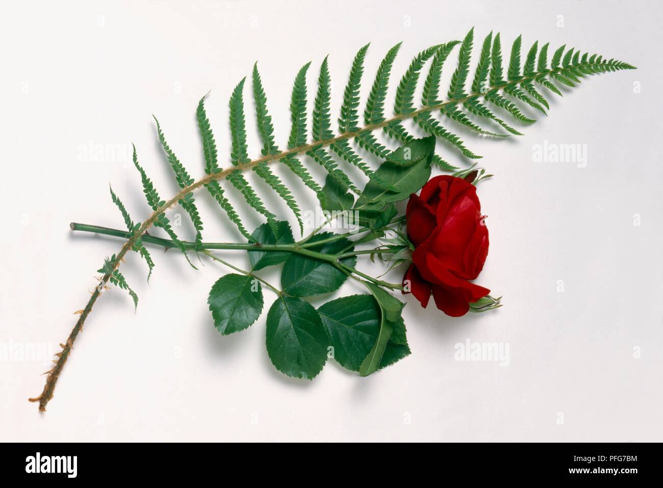 Single red rose next to a piece of fern Stock Photo - Alamy