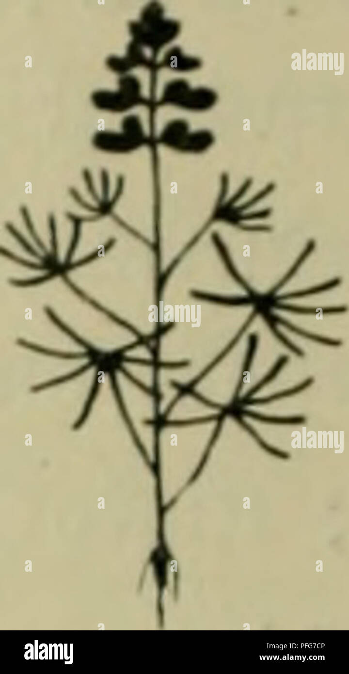This work explores plant life, focusing on the various stages of plant ...