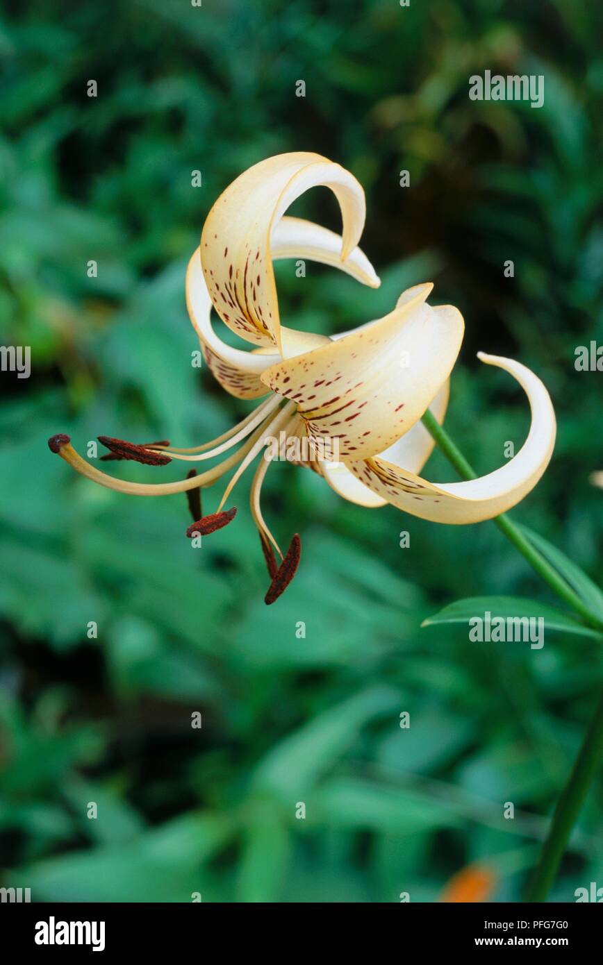 Lilium 'Rosemary North', creamy-white recurved flower and long stamen ...