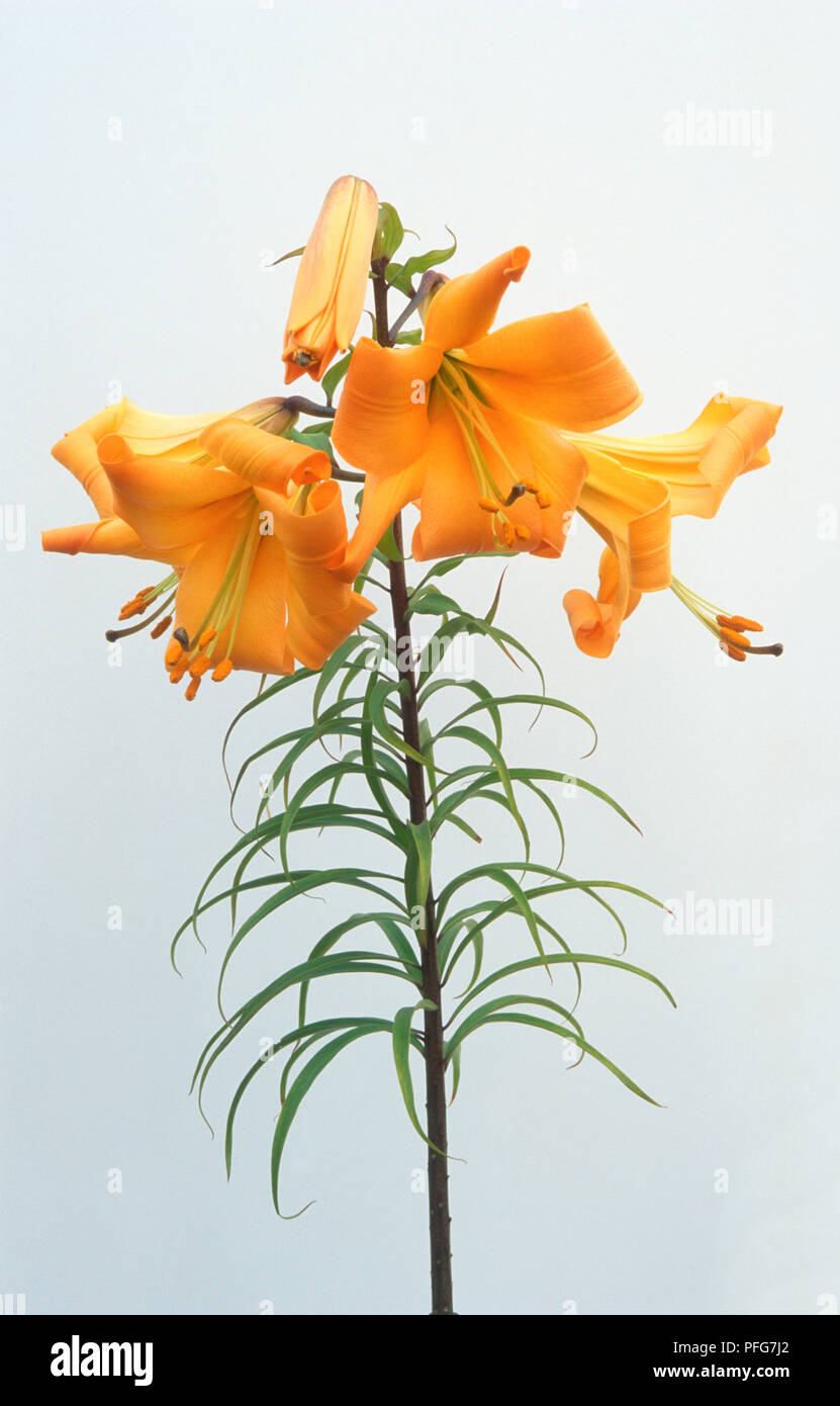 Lilium african queen lily hi-res stock photography and images - Alamy