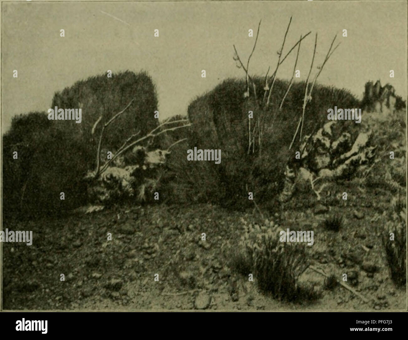 This German work delves into the life of plants, discussing their ...