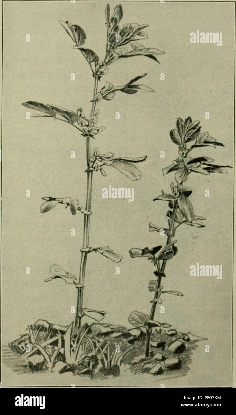 This work explores the life cycle of plants, focusing on their ...